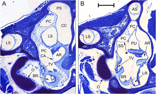 The Frog Inner Ear: Picture Perfect? | SpringerLink