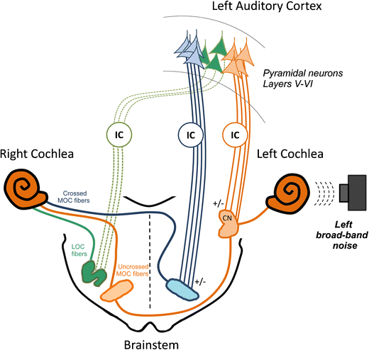 The Olivocochlear Reflex Strength and Cochlear Sensitivity are ...