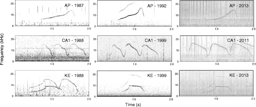 Signature whistles in wild bottlenose dolphins: long-term stability and ...