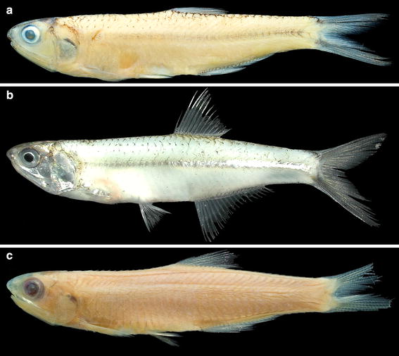 A new anchovy, Stolephorus teguhi (Clupeiformes: Engraulidae), from ...