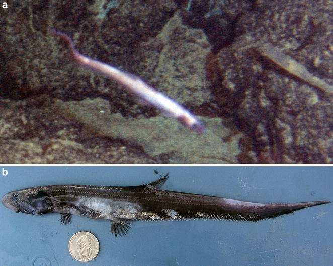 Two deep-sea spiny eels, Notacanthus abbotti and Lipogenys gillii ...