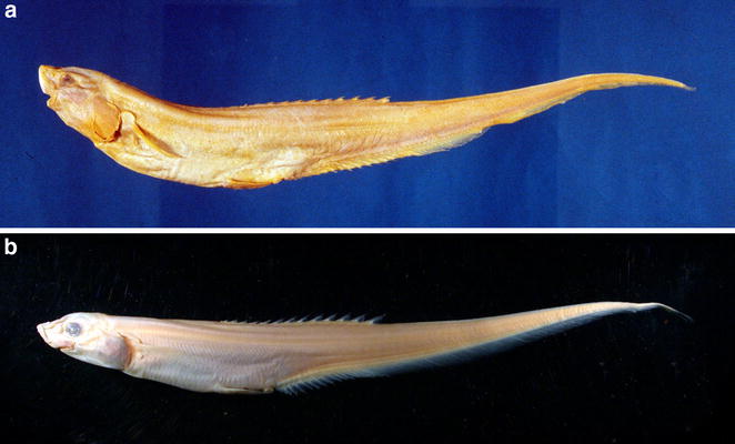 Two deep-sea spiny eels, Notacanthus abbotti and Lipogenys gillii ...