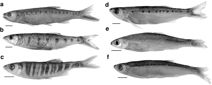 Diagnosis of Asian Raiamas (Teleostei: Cyprinidae: Chedrina) with ...