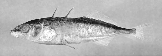 A new threespine stickleback, Gasterosteus nipponicus sp. nov ...