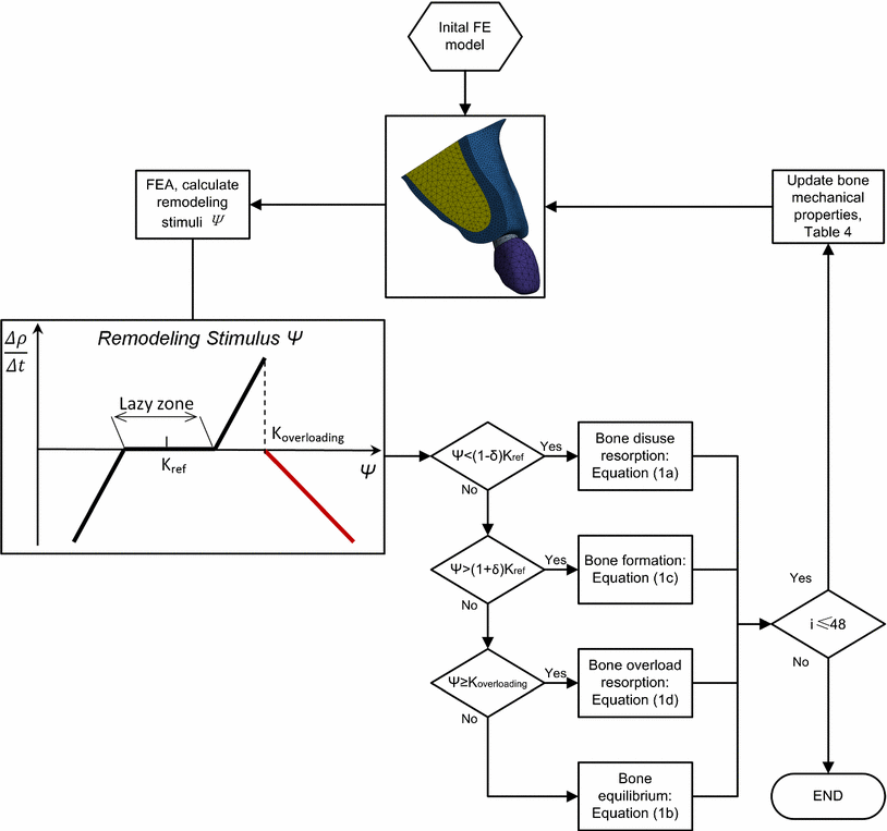 Simulated bone remodeling around tilted dental implants in the anterior ...