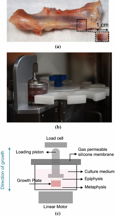 Growth plate cartilage shows different strain patterns in response to ...