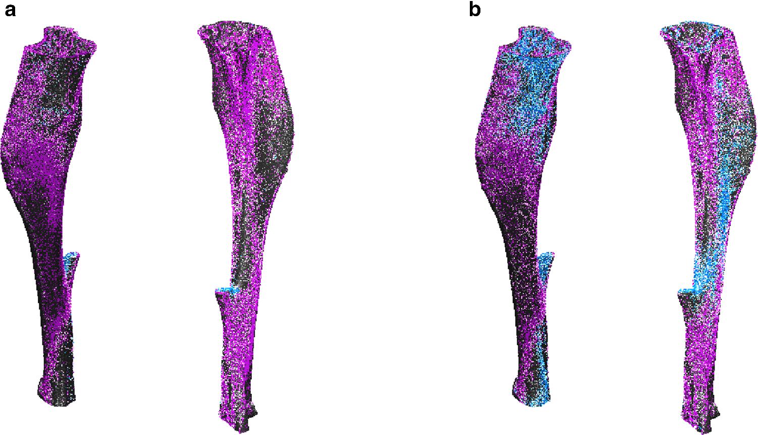 A novel algorithm to predict bone changes in the mouse tibia properties ...