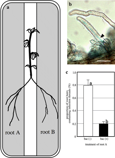 Split-root study of autoregulation of nodulation in the model legume ...