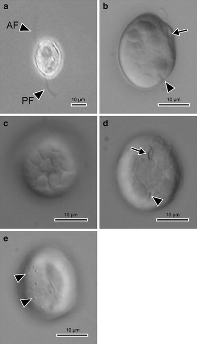 Phylogeny and taxonomy of the Raphidophyceae (Heterokontophyta) and ...
