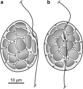 Phylogeny and taxonomy of the Raphidophyceae (Heterokontophyta) and ...