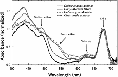 Phylogeny and taxonomy of the Raphidophyceae (Heterokontophyta) and ...