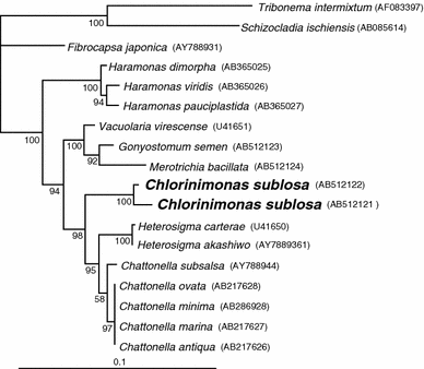 Phylogeny and taxonomy of the Raphidophyceae (Heterokontophyta) and ...