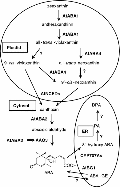 Transport of ABA from the site of biosynthesis to the site of action ...