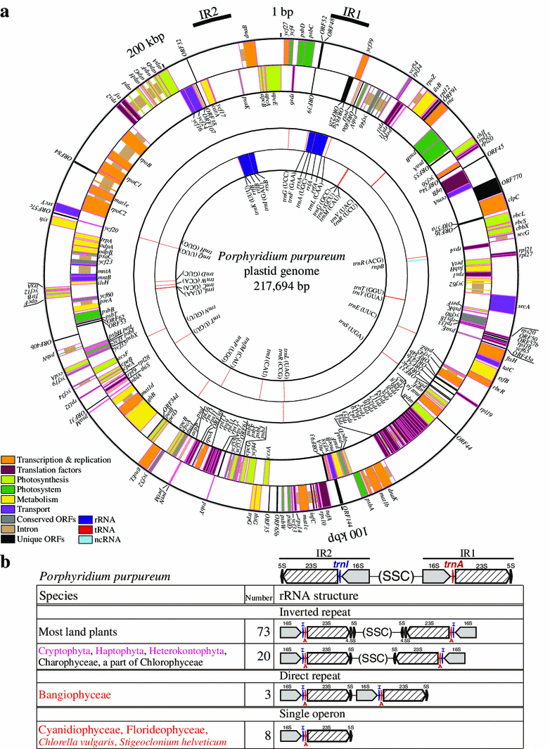 Analysis of the complete plastid genome of the unicellular red alga ...