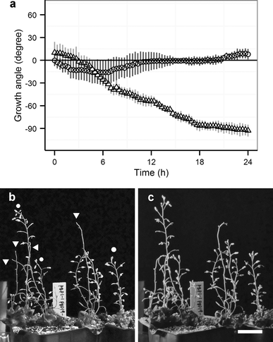 Light-dependent gravitropism and negative phototropism of inflorescence ...