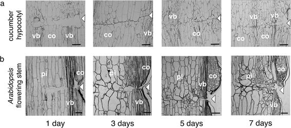 Molecular and physiological mechanisms regulating tissue reunion in ...