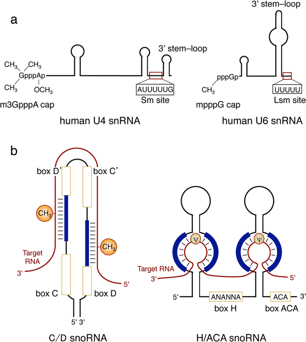 Transcriptional regulation of snRNAs and its significance for plant ...