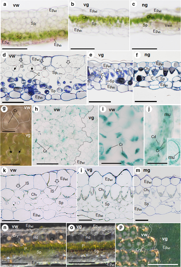 Leaf structure affects a plant’s appearance: combined multiple ...