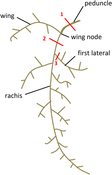 Vascular development of the grapevine ( Vitis vinifera L ...