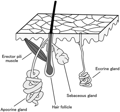 Sweating on the palm and sole: physiological and clinical relevance ...
