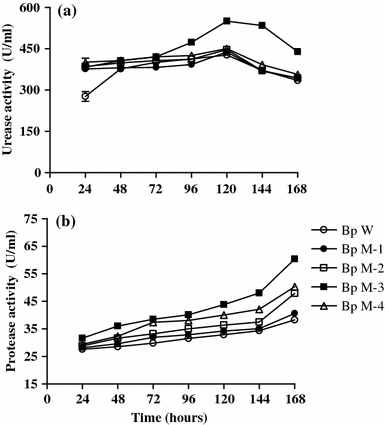 Strain improvement of Sporosarcina pasteurii for enhanced urease and ...