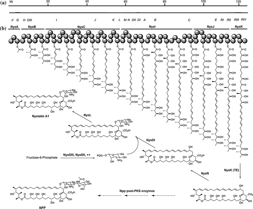 Biosynthesis and pathway engineering of antifungal polyene macrolides ...