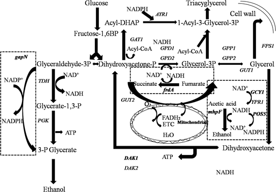 Engineering of the glycerol decomposition pathway and cofactor ...