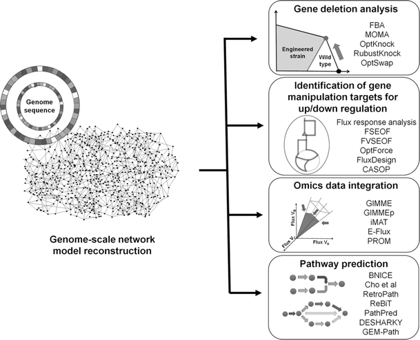 Applications of genome-scale metabolic network model in metabolic ...