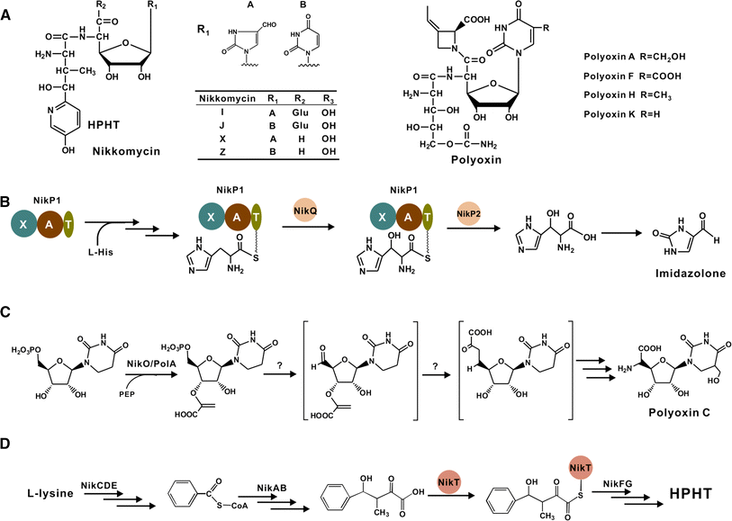 Natural and engineered biosynthesis of nucleoside antibiotics in ...