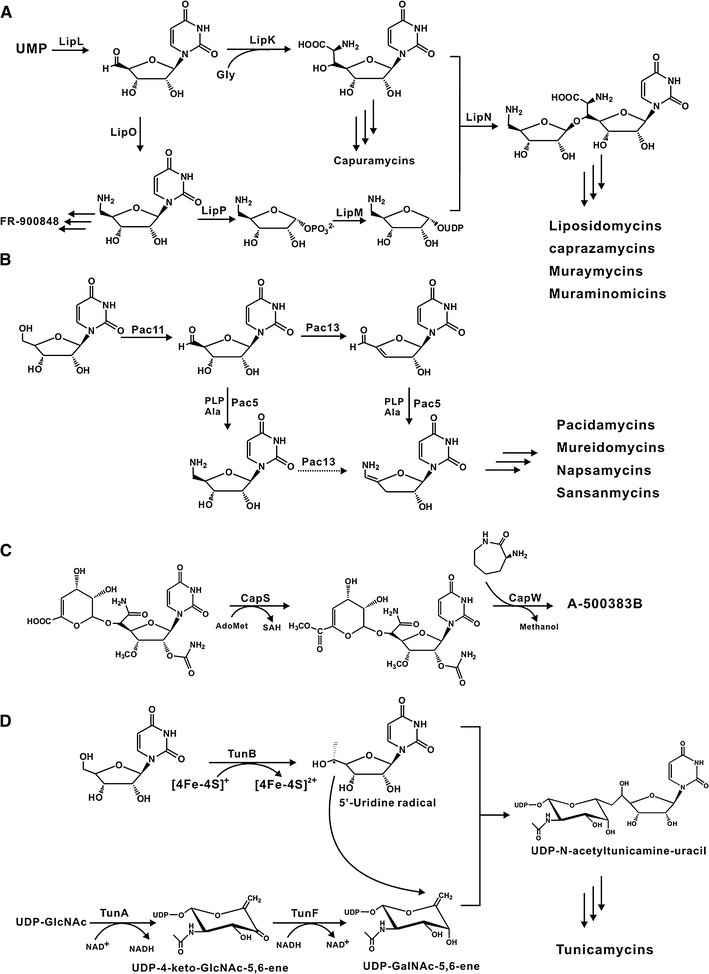 Natural and engineered biosynthesis of nucleoside antibiotics in ...