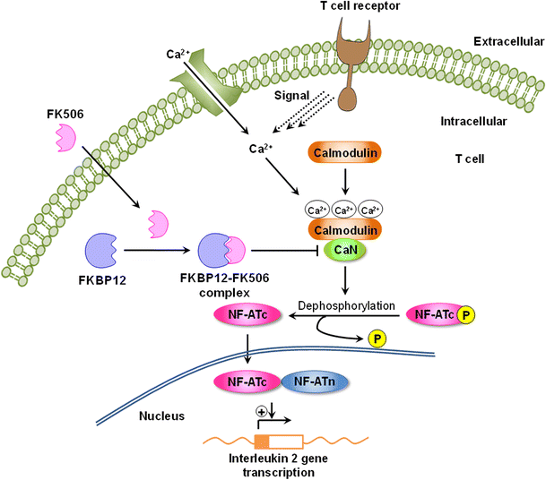 The biosynthetic pathway of FK506 and its engineering: from past ...