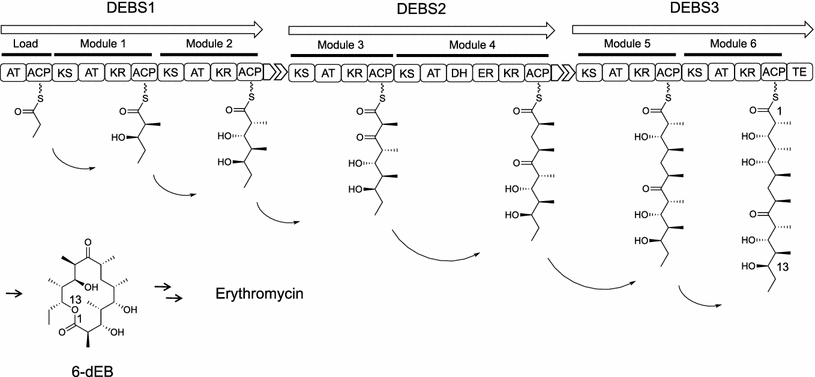 Synthetic biology of polyketide synthases | SpringerLink