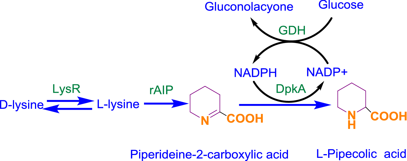 Expanding lysine industry: industrial biomanufacturing of lysine and ...