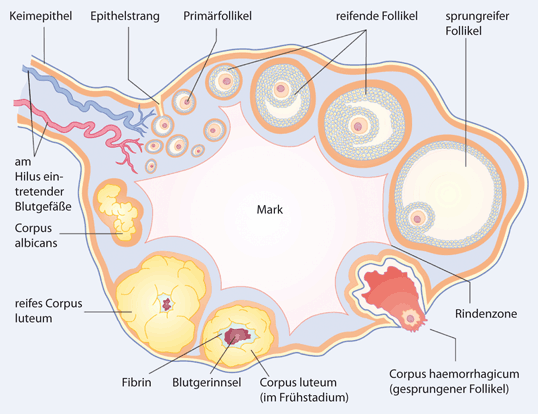 Regulation der Follikulogenese | SpringerLink