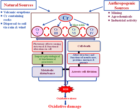Chromium toxicity and tolerance in plants | SpringerLink