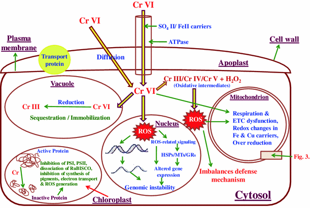 Chromium toxicity and tolerance in plants | SpringerLink
