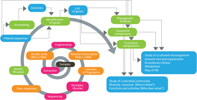 Molecular microbiology methods for environmental diagnosis | SpringerLink