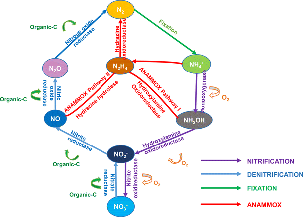 Granulation of anammox microorganisms for autotrophic nitrogen removal ...