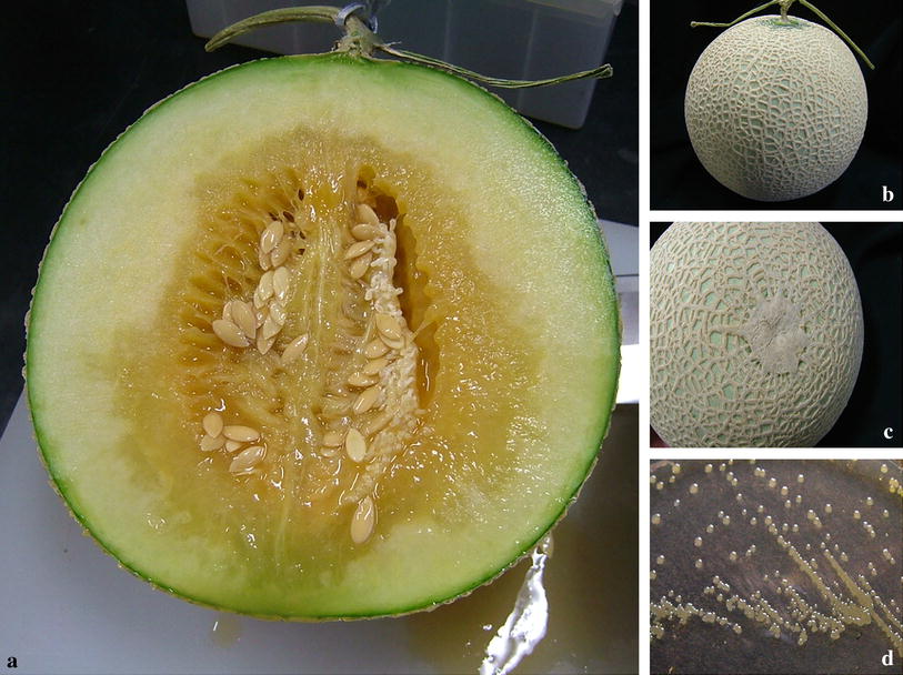 Internal fruit rot of netted melon caused by Pantoea ananatis ...