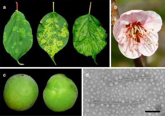 First report of plum pox virus infecting Japanese apricot ( Prunus mume ...