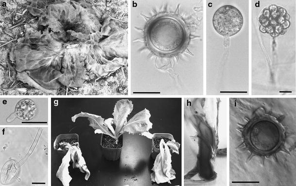 Pythium wilt of lettuce caused by Pythium uncinulatum in Japan ...