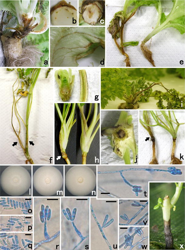 Plectosphaerella rot of lettuce, coriander, and chervil caused by ...