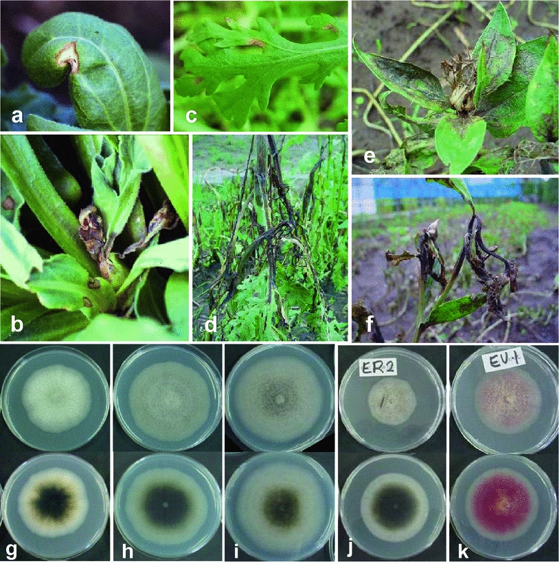 Colletotrichum carthami comb. nov., an anthracnose pathogen of ...