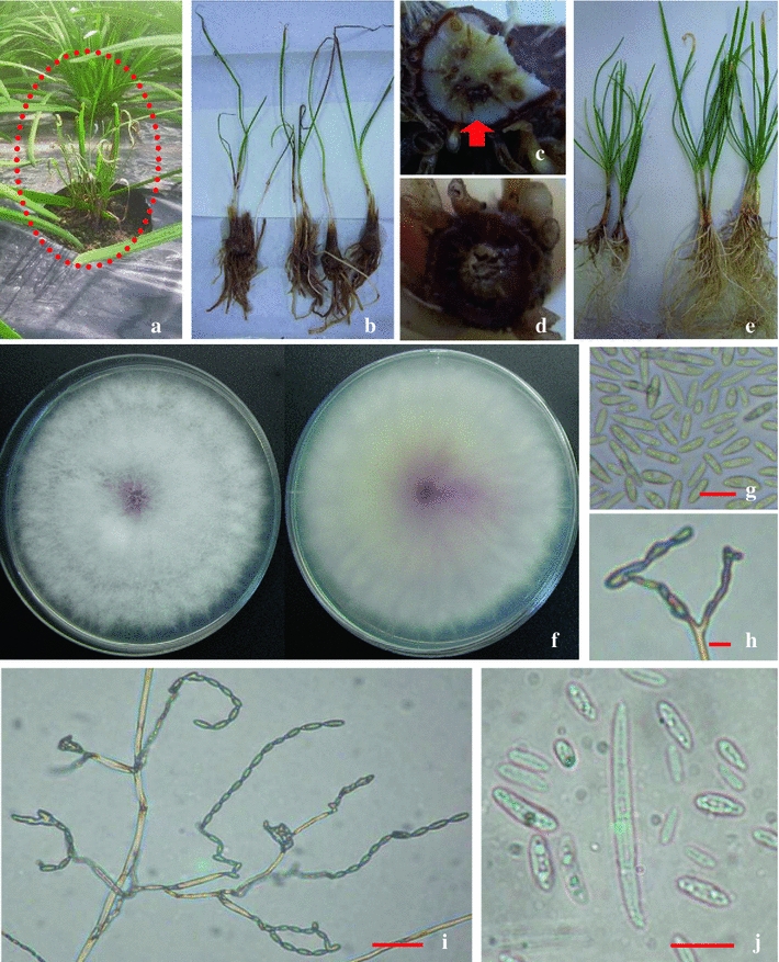 Fusarium proliferatum, an additional bulb rot pathogen of Chinese chive ...