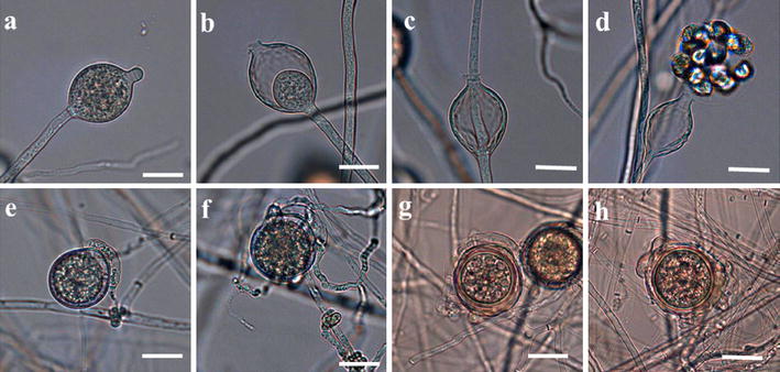 Root and crown rot of strawberry caused by Pythium helicoides and its ...