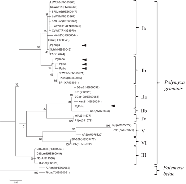 Diversity of rDNA-ITS sequences of Polymyxa graminis from wheat and ...