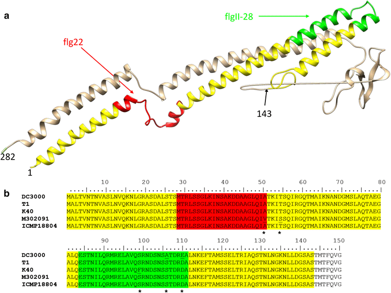 A recombinant flagellin fragment, which includes the epitopes flg22 and ...