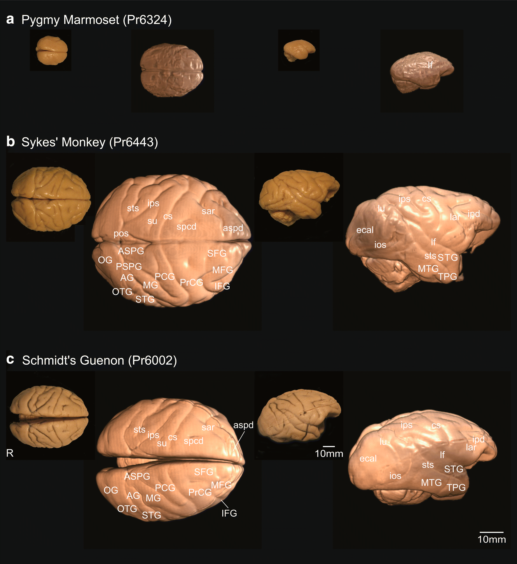 The Japan Monkey Centre Primates Brain Imaging Repository for ...