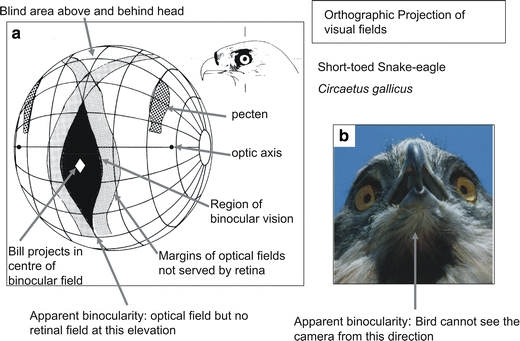 Visual fields and their functions in birds | SpringerLink