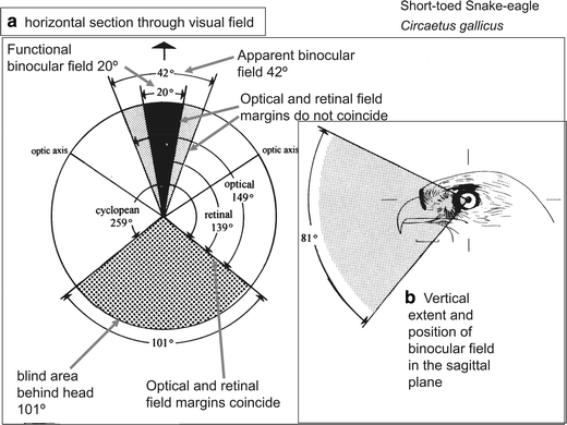 Visual fields and their functions in birds | SpringerLink